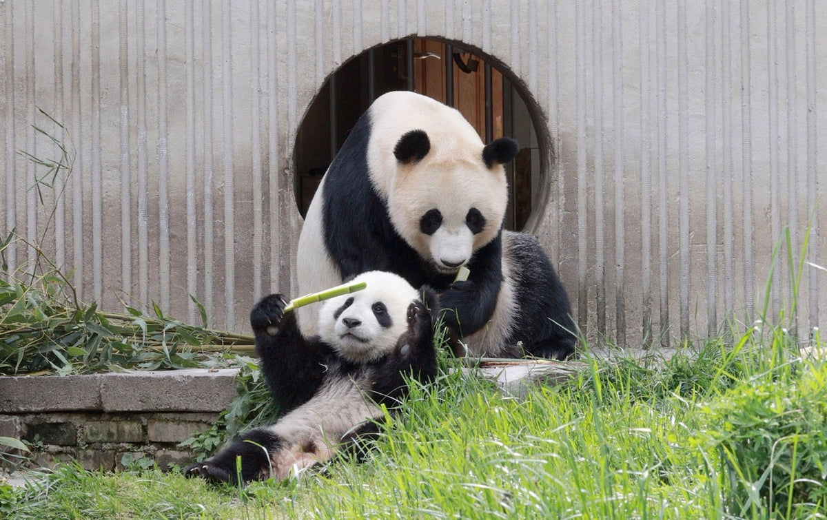 Pandas' Breeding Season and Mating Habits – Panda Design