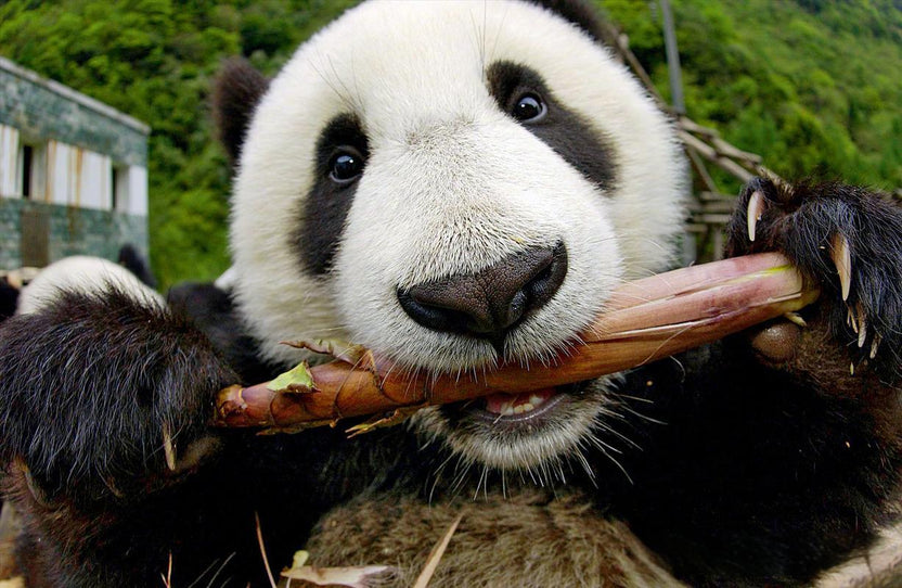 The Fascinating World of Giant Panda Poop – Panda Design