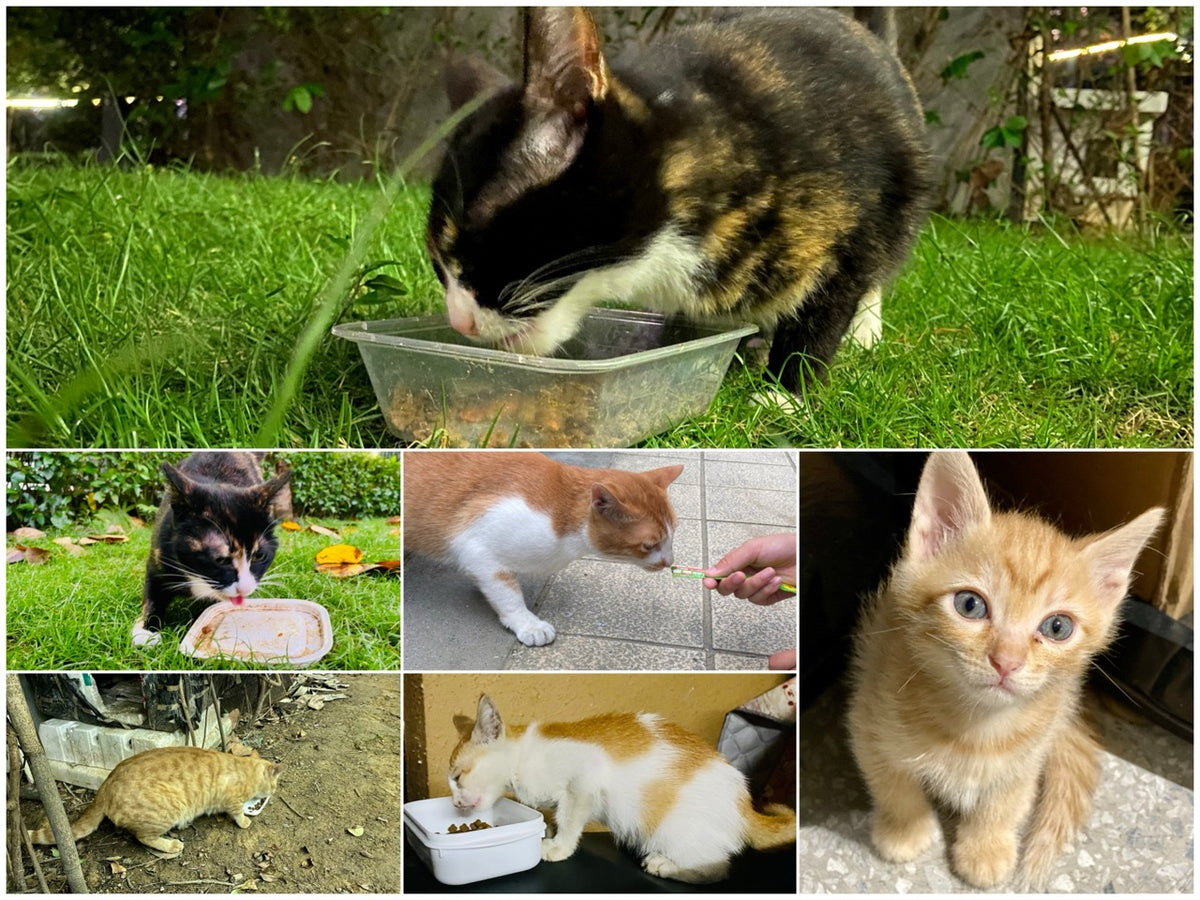 The Fascinating World of Giant Panda Poop – Panda Design